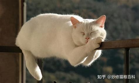 猫咪睡觉的时候为什么会突然抖一下 知乎