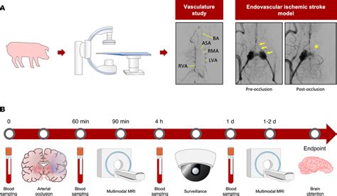 experimental design and timeline infographic a digital subtraction