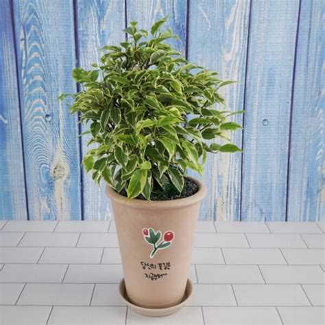 토분 아무말대잔치 토분인테리어 하우숩