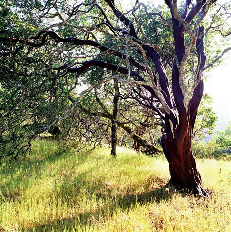 California Red Oak By Richard Felber