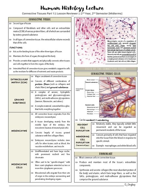 Histology Lec Midterms Transes Pdf Pdf Extracellular Matrix