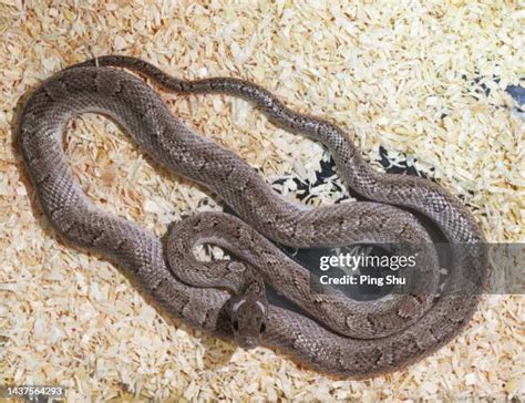 Huge Python Photos And Premium High Res Pictures Getty Images