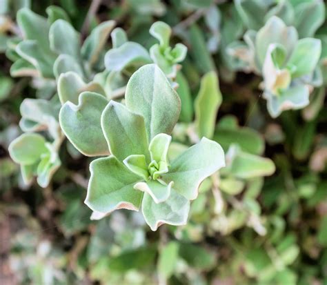 Silver Saltbush Seeds For Planting 50 Seeds Great Lanscape Bush M