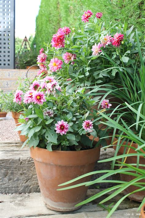 Cuidados De Las Dalias En El Jardín O En Macetas Guía De Jardín
