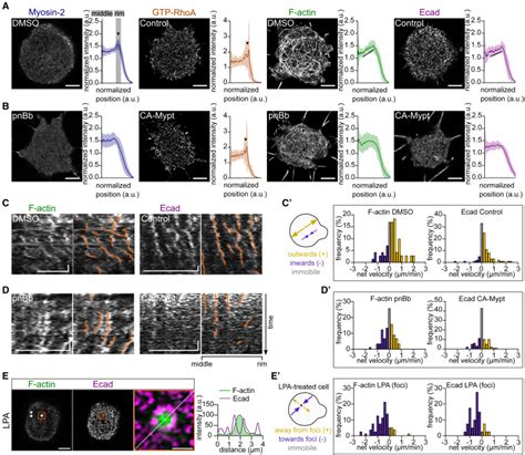 Adhesion Induced Cortical Flows Pattern E Cadherin Mediated Cell