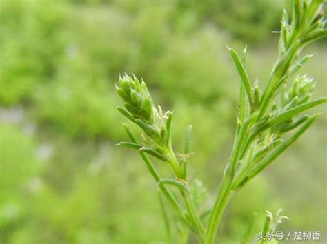 這種野草硒含量是普通食品的20倍被稱為抗癌之王 每日頭條