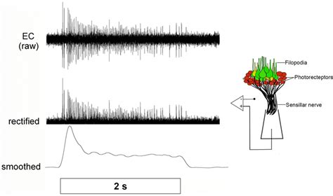 Raw Extracellular Recording Ec Top Trace Of A Representative