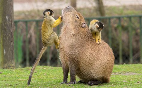 Cute Capybara Wallpapers Top Free Cute Capybara Backgrounds