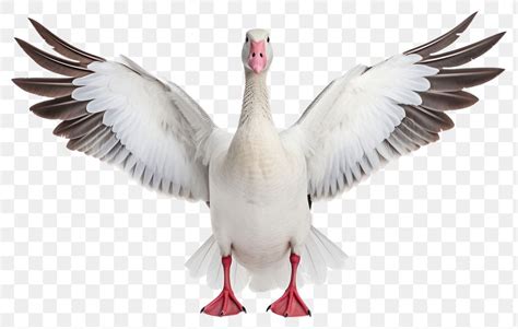 Png Snow Goose Animal White Premium Png Rawpixel