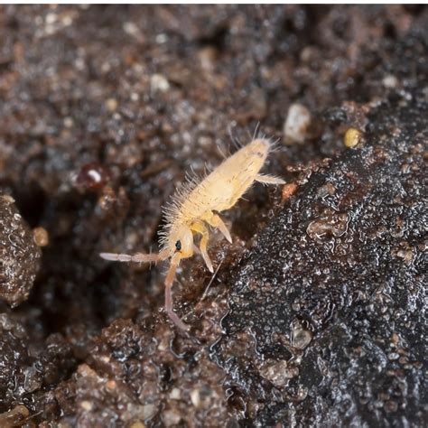 Springtails Collembola Or Folsomia Candida In Living Soil Mi