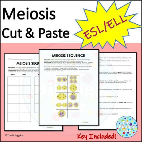 Biology Meiosis Sequence Cut And Paste Worksheet Bilingual Marketplace