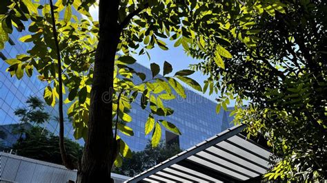 Architecture Background With Tree Business Modern Architecture