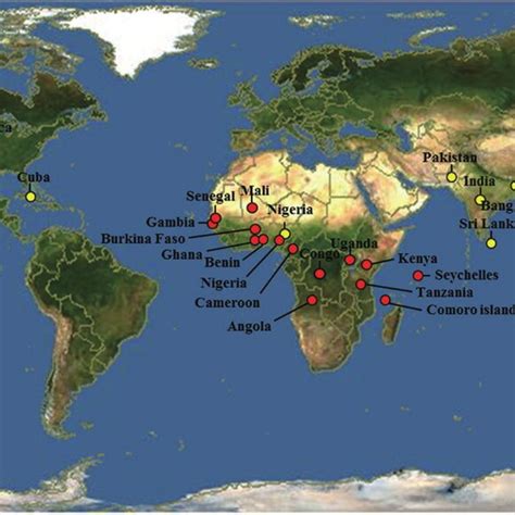 Pdf Thrips In Genus Megalurothrips Thysanoptera Thripidae