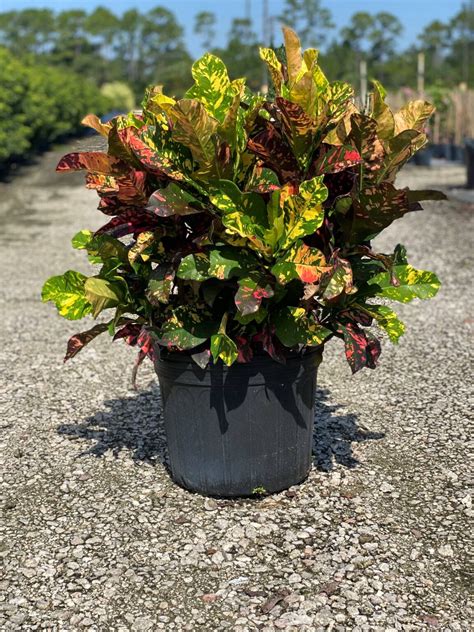 Croton Short Description At Nancy Spradlin Blog