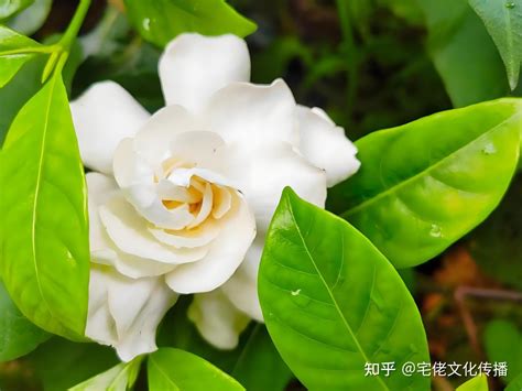 解锁自然科学职称评定副研究员研究员论文发表专著与译著出版办理策略 知乎