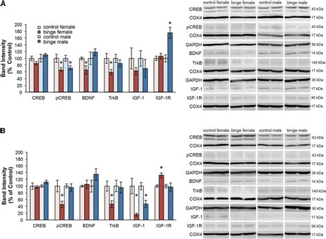 Sex Differences In Protein Expression During Binge Exposure Expression Download Scientific