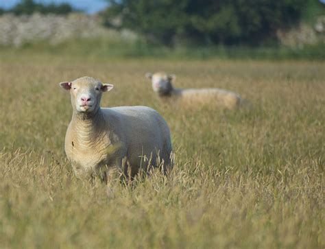 The Future Of Farming In Dorset Love It Local Magazine