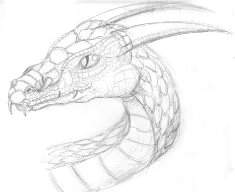 Dragon Sketch By Amazura On Deviantart