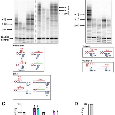 Telomerase Extension Assays At Ph 7 And 20 • C In The Presence Of Download Scientific Diagram