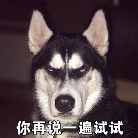 一套哈士奇表情包，收好不谢