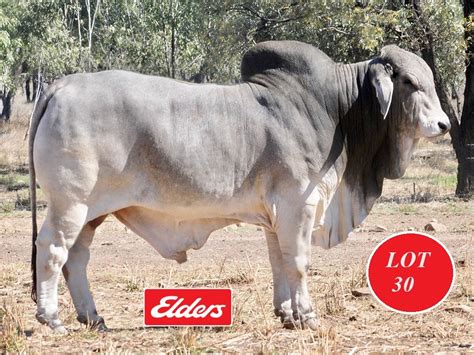 Gold City Brahman Sale 2023 Jim Pola Digital Marketing