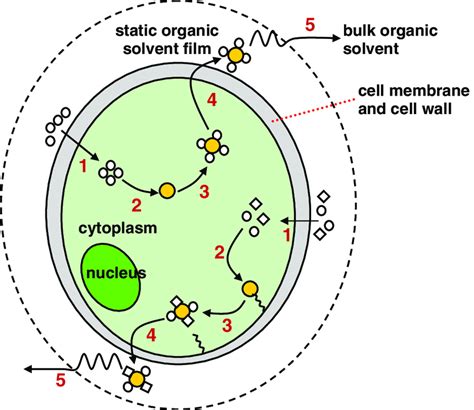 Schematic Diagram Of The Proposed Organic Solvent Extraction Download Scientific Diagram