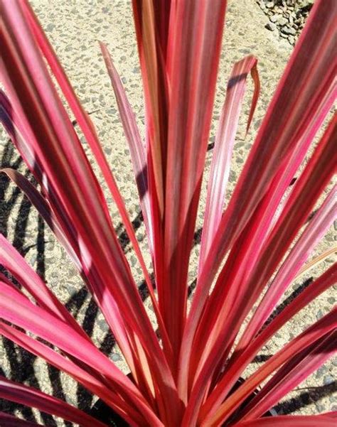 Cordyline Assorted Wholesale Nursery Nurseries In Melbourne Sydney