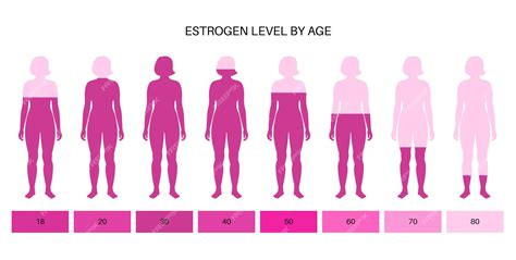 Premium Vector Estrogen Level Color Chart Sex Hormone Production By Age Isolated Flat Vector