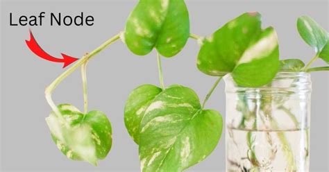 Can You Propagate Pothos Without A Node Keys To Easy Propagation Simply Houseplants