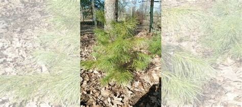 Саженец кедра (сосна кедровая) купить в Санкт-Петербурге | Товары для ...