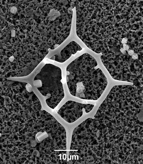 Iem1 6 Morphology Taxonomy And Applications Of Siliceous Microfossils