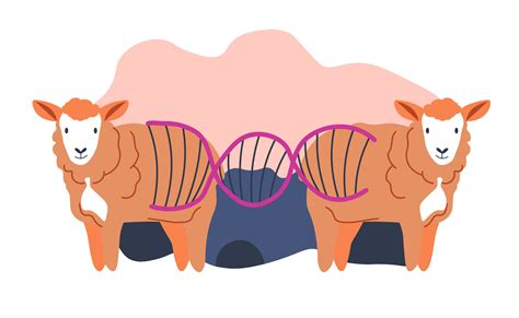 Cloning Of Animals Genetically Modified Sheep 33296083 Vector Art At Vecteezy Cloning Of Animals Genetically Modified Sheep 33296083 Vector Art At Vecteezy
