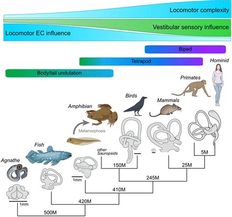 Hypothetical Evolutionary Development Of Locomotor Complexity In