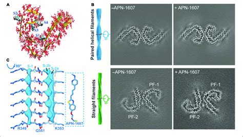 Structural And Binding Properties Of The Tau Protein A Side View