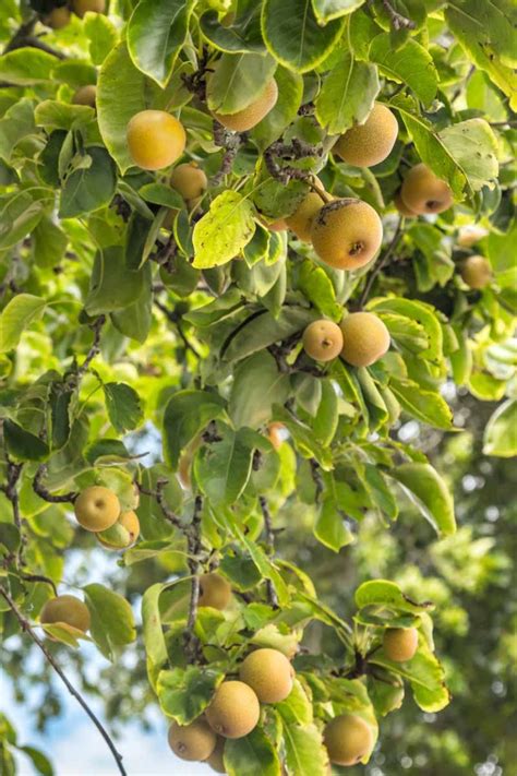 How To Grow And Care For Asian Pear Trees Gardeners Path