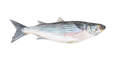 Which Sushi Fish Have Parasites Sushi Modern Which Sushi Fish Have Parasites Sushi Modern