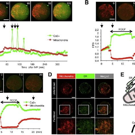 Component Analysis Of The Mse A Microscopic Observation Of The Sperm Download Scientific