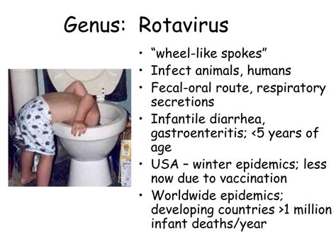 Ppt Replication Of Double Stranded Rna Virus Subviral Pathogens Powerpoint Presentation Id