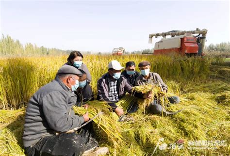 天山南北好“丰”景丨万亩海水稻把盐碱滩变金滩 天山网 新疆新闻门户