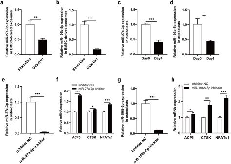Bmsc Derived Exosomal Mir 27a 3p And Mir 196b 5p Regulate Bone