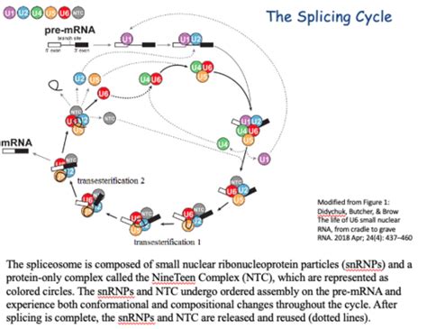 E RNA Processing In Eukaryotes Flashcards Quizlet