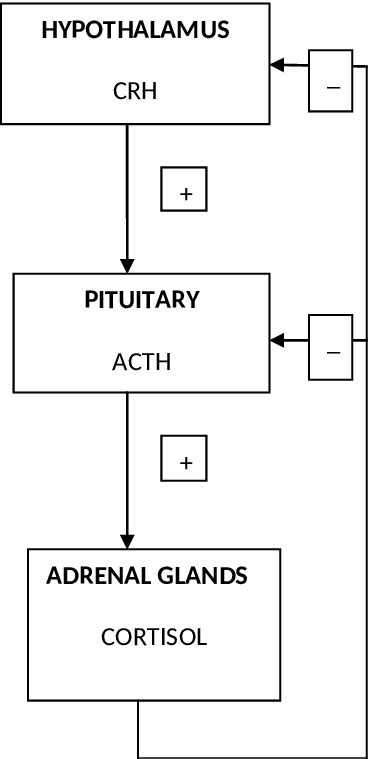 A Simple Schematic Representation Of The Hpa Axis With The Negative