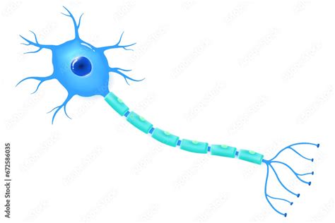 Vector De Stock Neuron Structure Anatomy Of Nerve Cell Vector Nerve Cell Diagram Axon