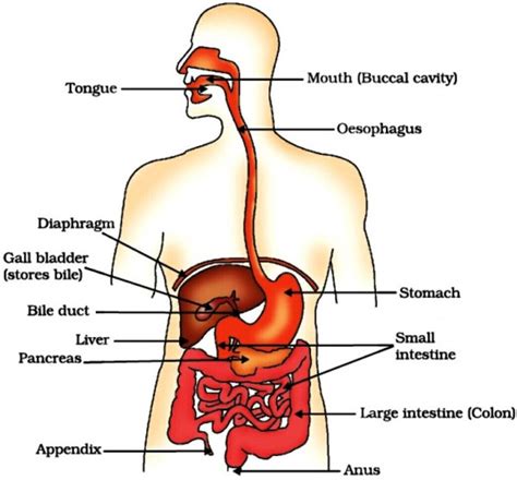 Draw A Labelled Diagram Of Human Digestive System And Explain The