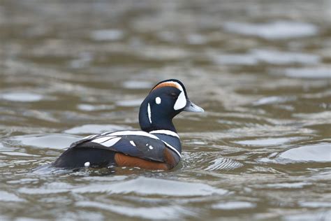 シノリガモ 鳥撮りトリミング