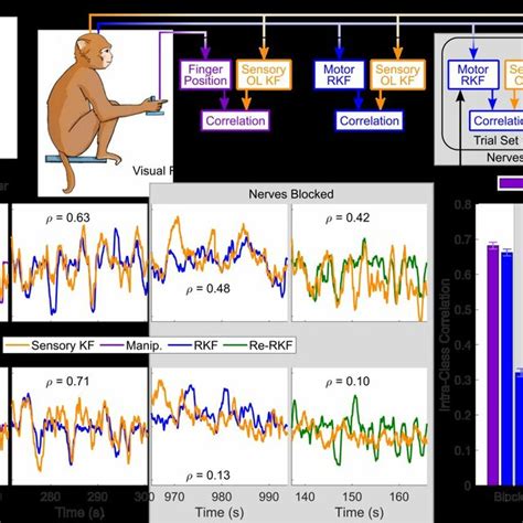 Absence Of Sensory Feedback May Cause Closed Loop Performance Reduction