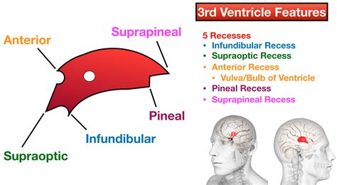 Psychology Definition Ventricles At Jonathan Stiefel Blog
