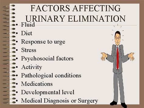 Elimination Urinary Elimination Anatomy And Physiology Anatomy Female