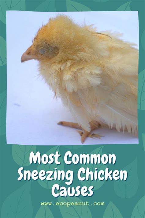 Why Is Your Chicken Sneezing Causes Prevention And Treatments Artofit