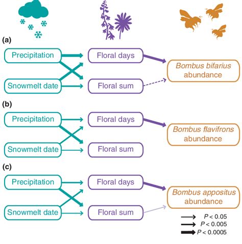 Path Diagrams Showing The Climate And Flower Variables That Govern Download Scientific Diagram